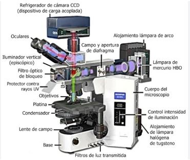 Microscopio de Luz Ultravioleta Tipos y ventajas